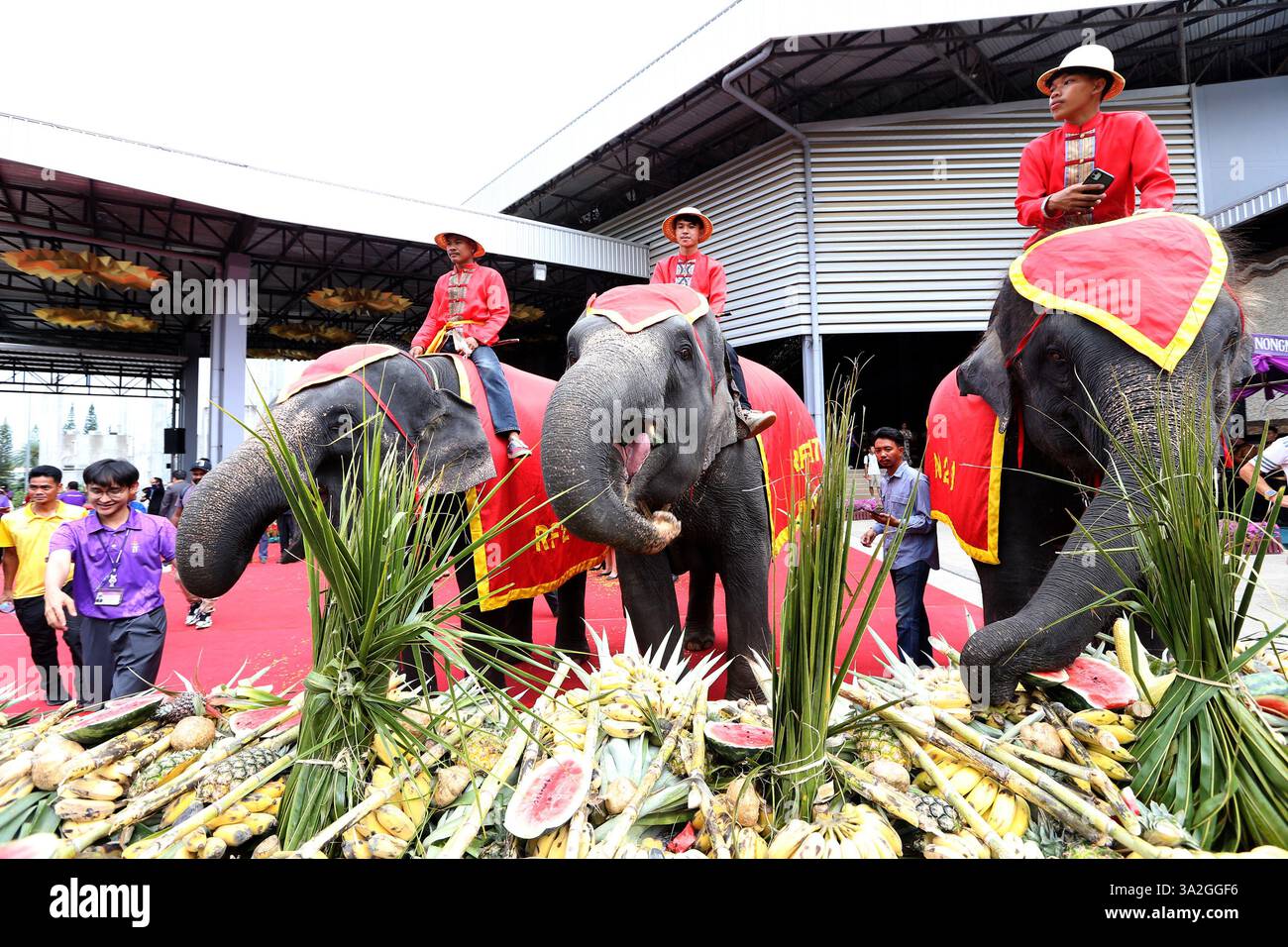 (250313) -- PATTAYA, March 13, 2025 (Xinhua) -- Elephants eat fruits during an elephant buffet ...