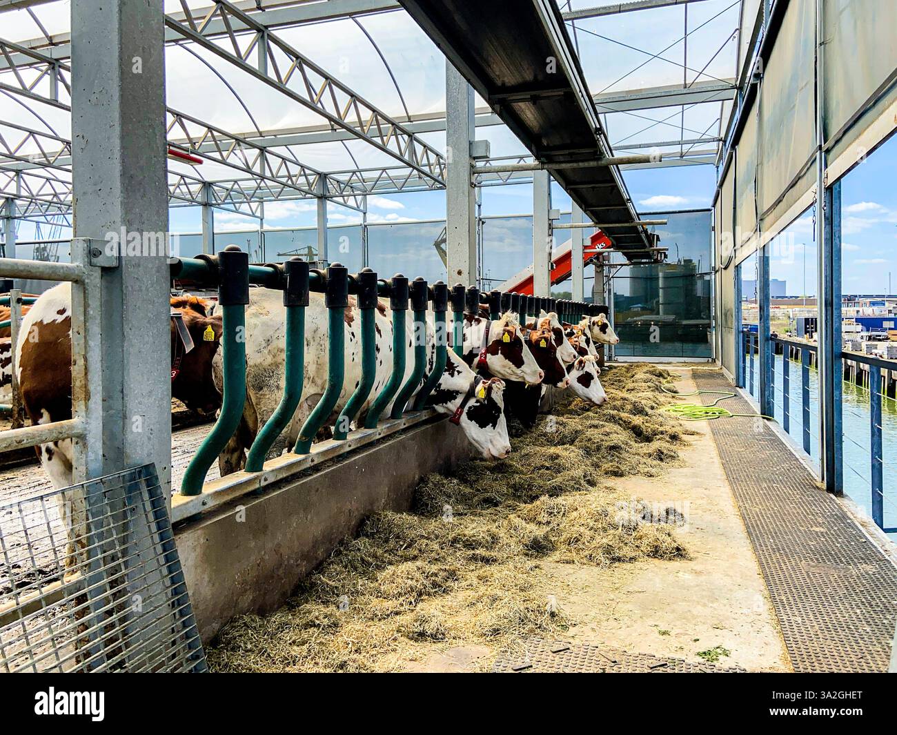 Floating Farm Producing Diary Diary cows eating inside Floating Farm ...