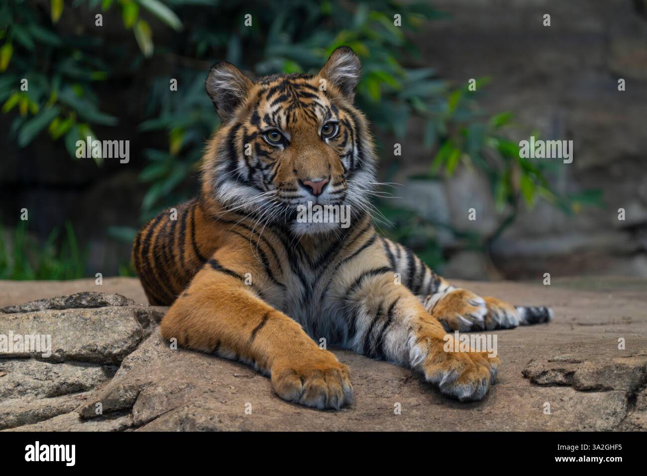 Ein Sumatra-Tiger Panthera tigris sumatrae im Alfred-Brehm-Haus im Tierpark Berlin ...