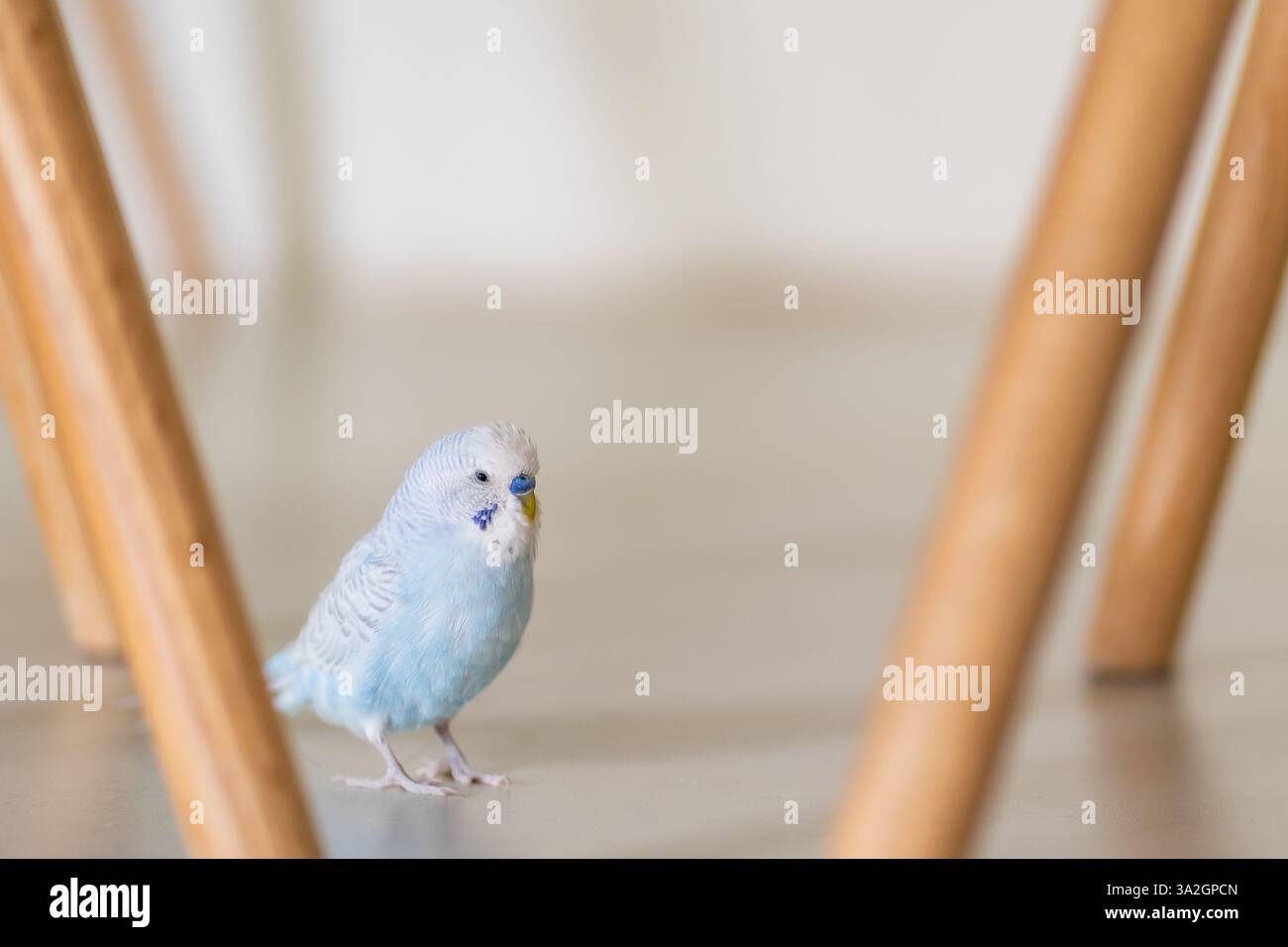 Blue parrot under the table Stock Photo - Alamy