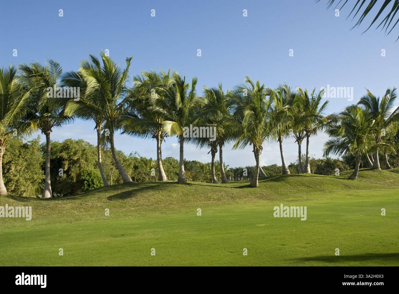 Feb. 15, 2008 - Punta Cana, Dominican Republic - palm beach with ...