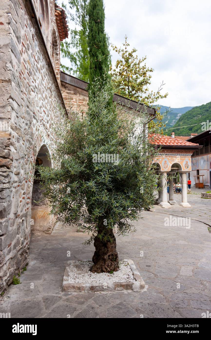 Ancient olive tree in the courtyard of Bachkovo Monastery, Bulgaria—a ...