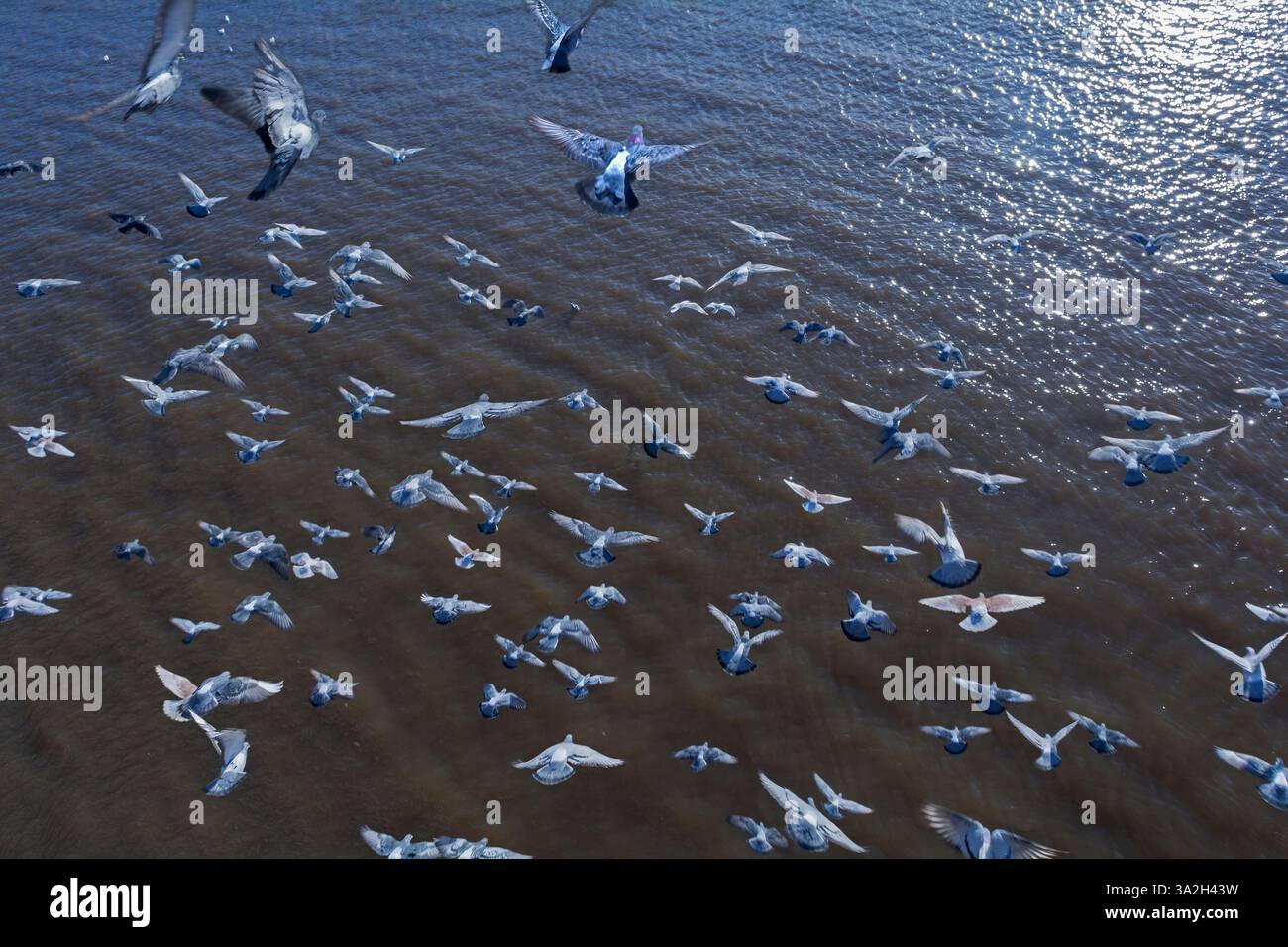 Flying wings pigeons hi-res stock photography and images - Alamy