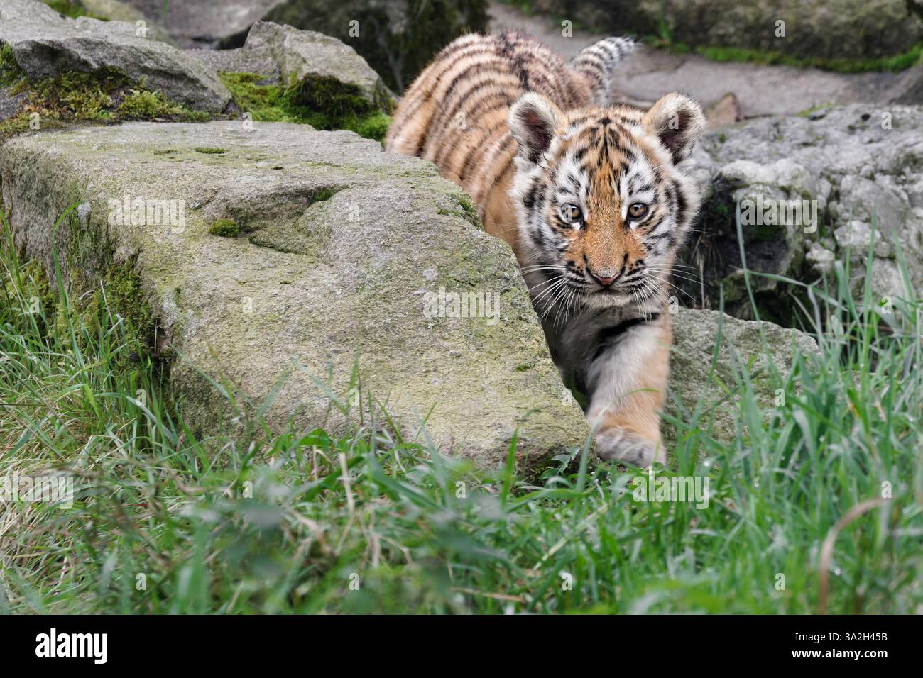 Amur tiger cub 10 weeks old Stock Photo - Alamy