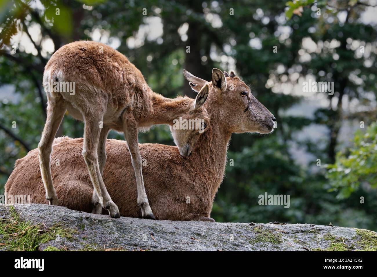 Urial hi-res stock photography and images - Alamy