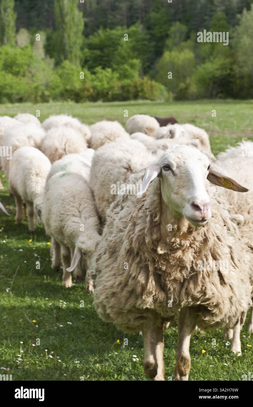 Lcteos hi-res stock photography and images - Alamy