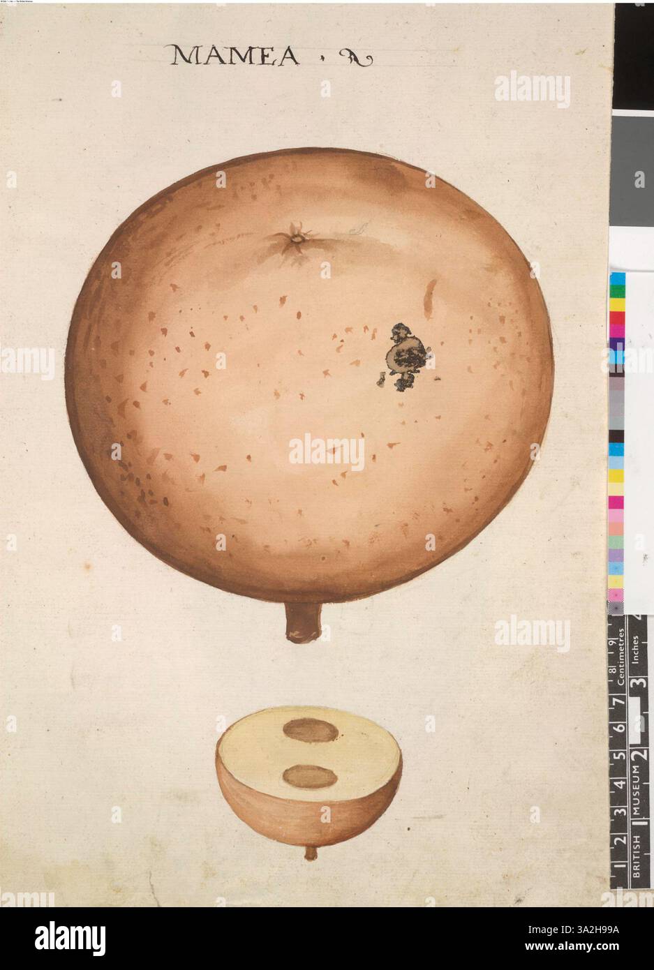 This image features a Mammee Apple, depicted in detail in a drawing ...