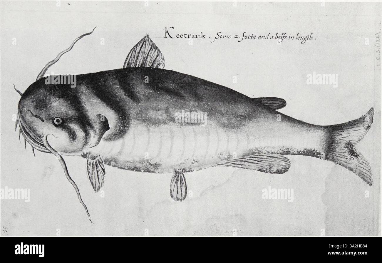 This 1540–1593 illustration by John White, part of the Hulton 1984 ...