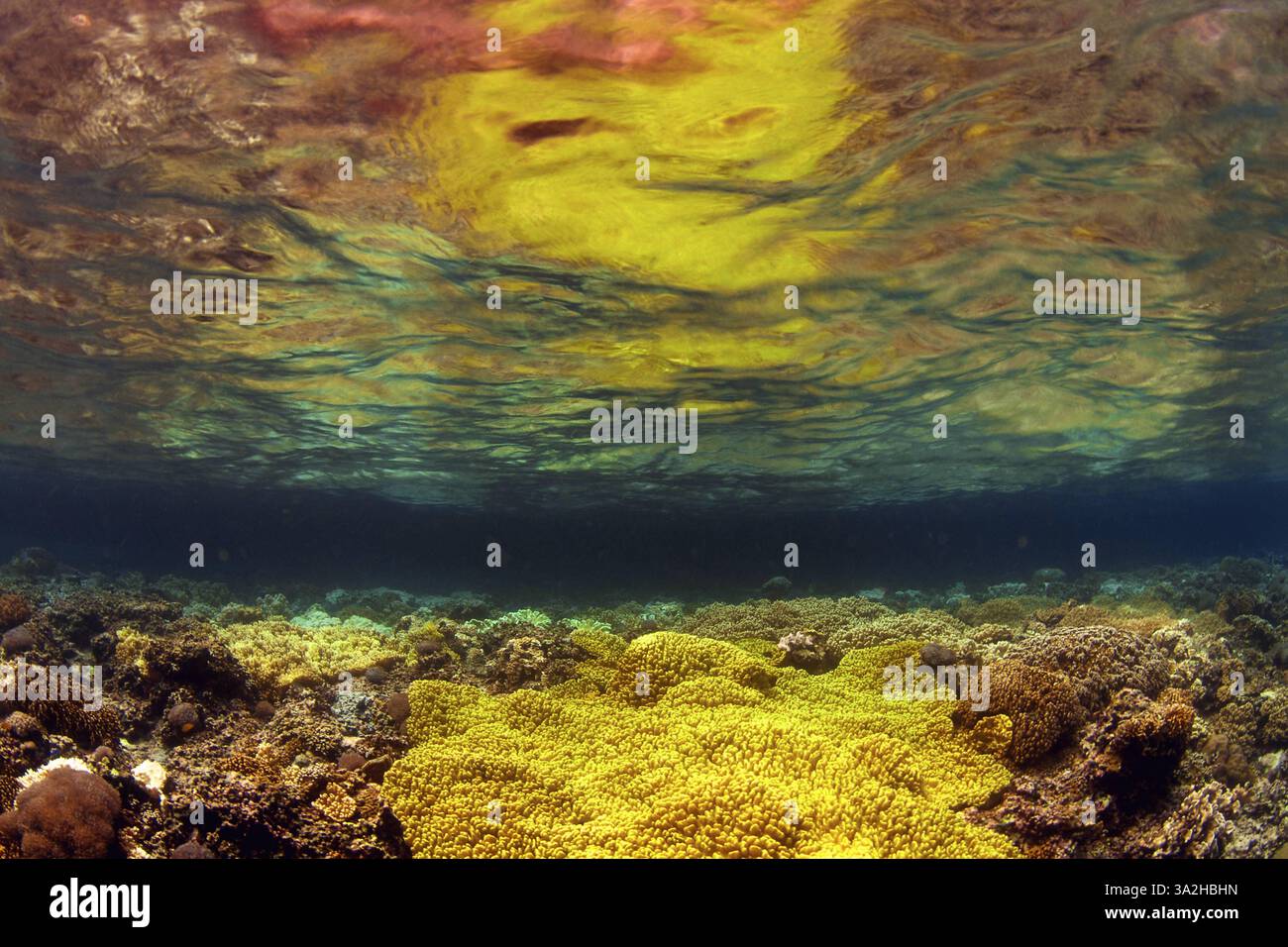 Jan. 26, 2011 - Philippines - A shallow coral garden reflects at the ...