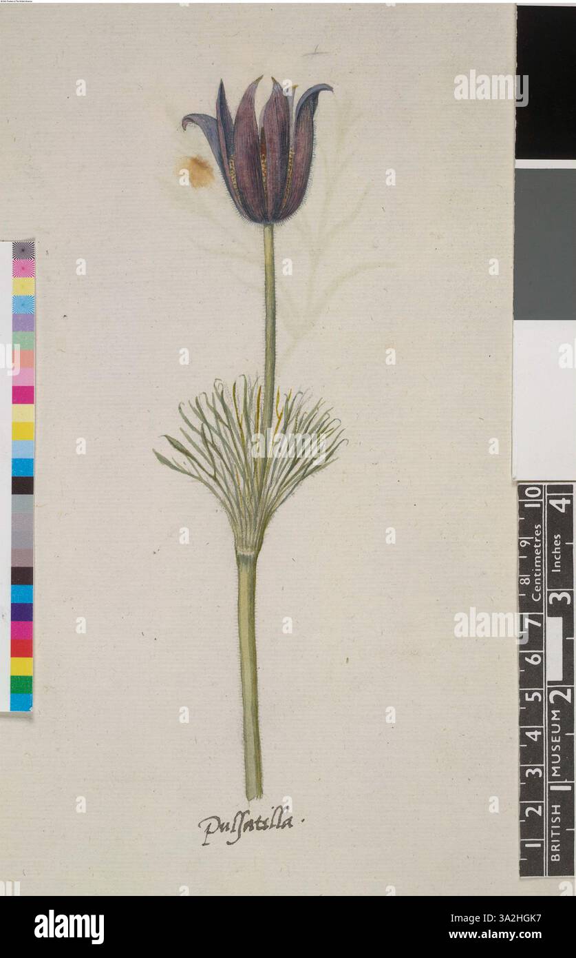 A drawing after John White of a Pasque flower (Pulsatilla vulgaris ...