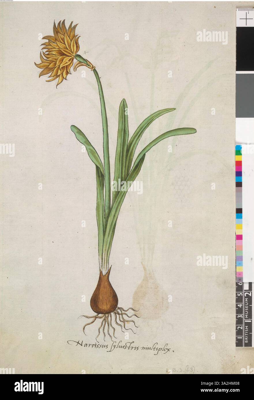 This drawing after John White depicts Queen Anne’s Double Daffodil ...