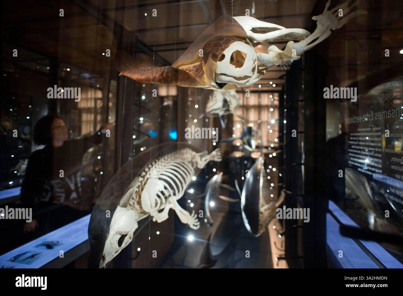 Dec 7, 2013 - Berlin, Germany - Museum fuer Naturkunde, Berlin Museum ...