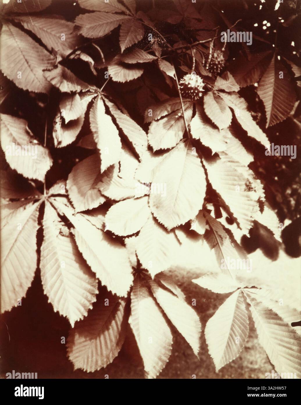 This image shows a row of chestnut trees (marronniers) in Paris. Atget ...