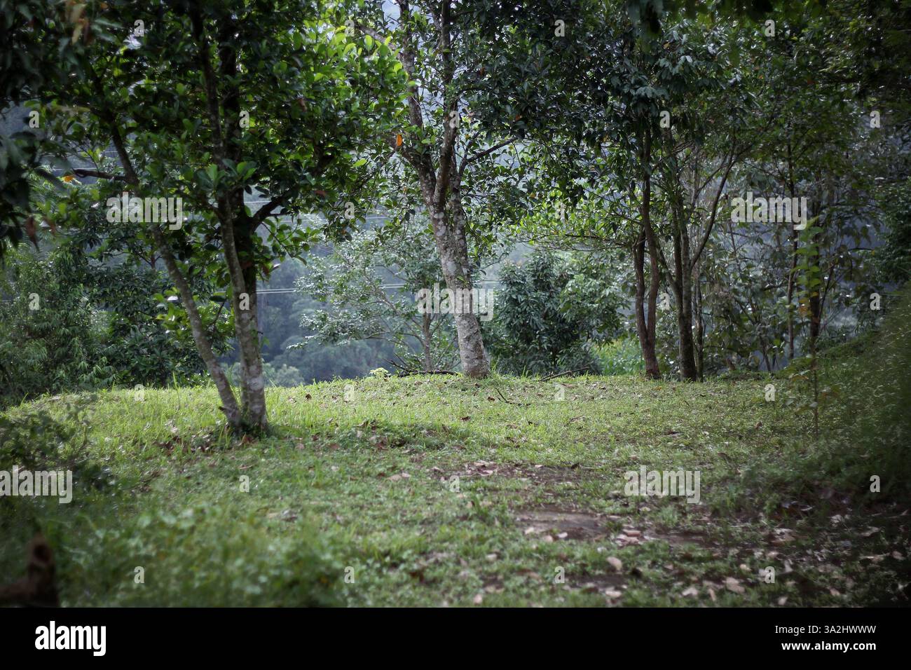 A peaceful green wooded park grounds Stock Photo - Alamy