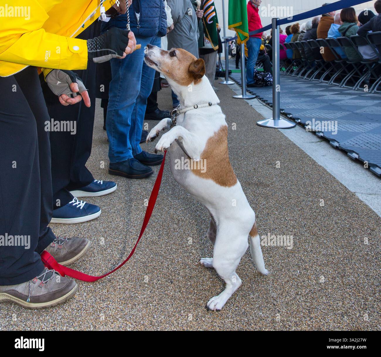 Jack russel dog stands hi-res stock photography and images - Alamy