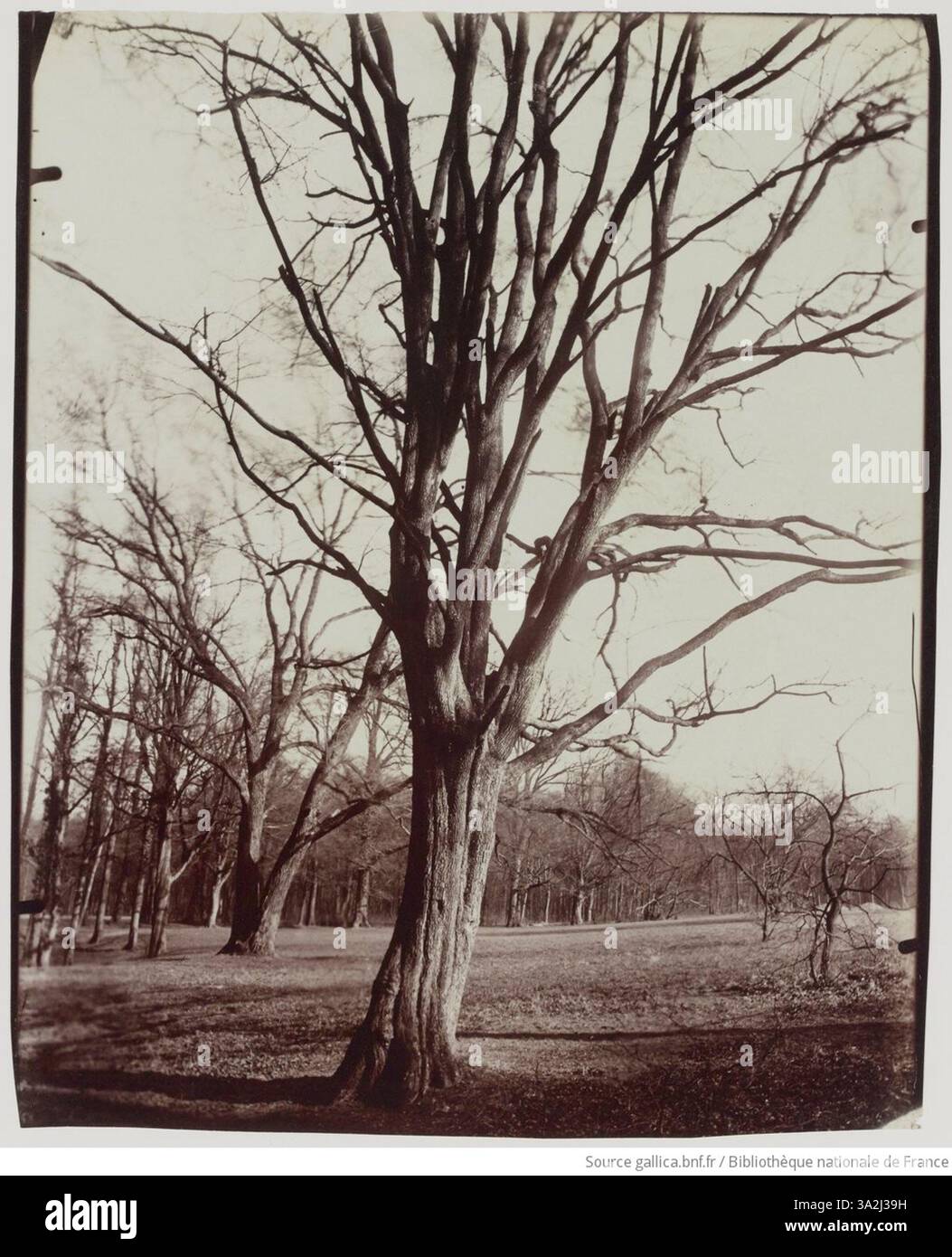This photograph by Eugène Atget of St. Cloud park shows the calm and ...