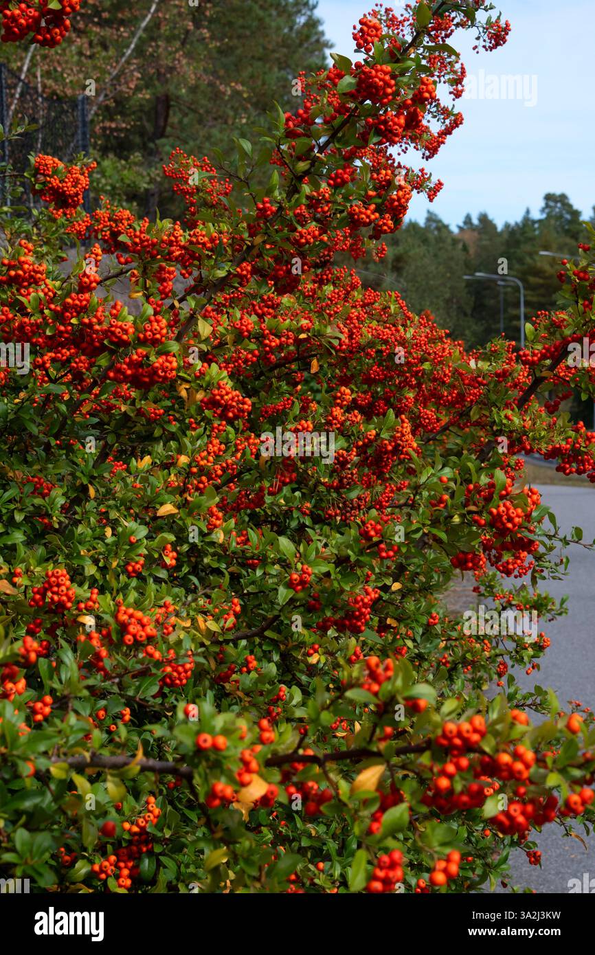 Red currant berry on bush hi-res stock photography and images - Alamy