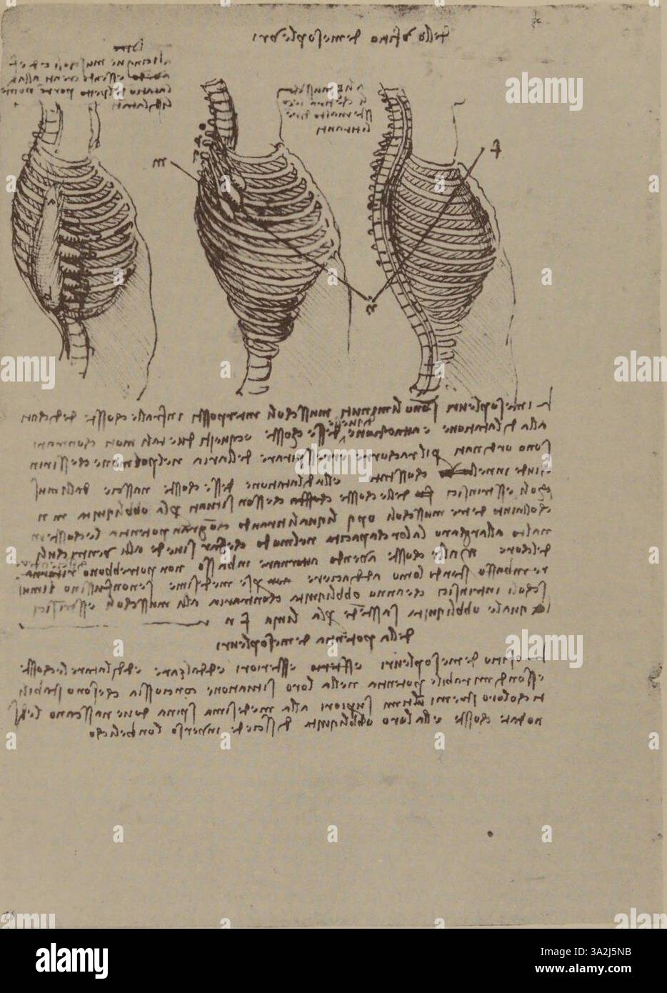 This page from Leonardo da Vinci's anatomical studies focuses on the ...