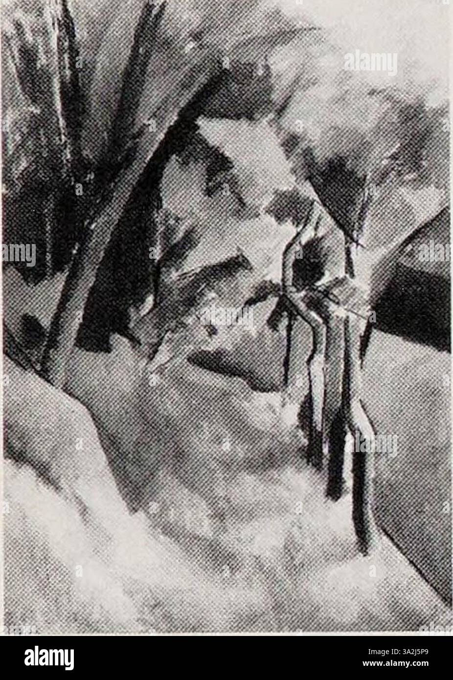 In 'Agee and Rose, B67', Patrick Henry Bruce incorporates geometric ...