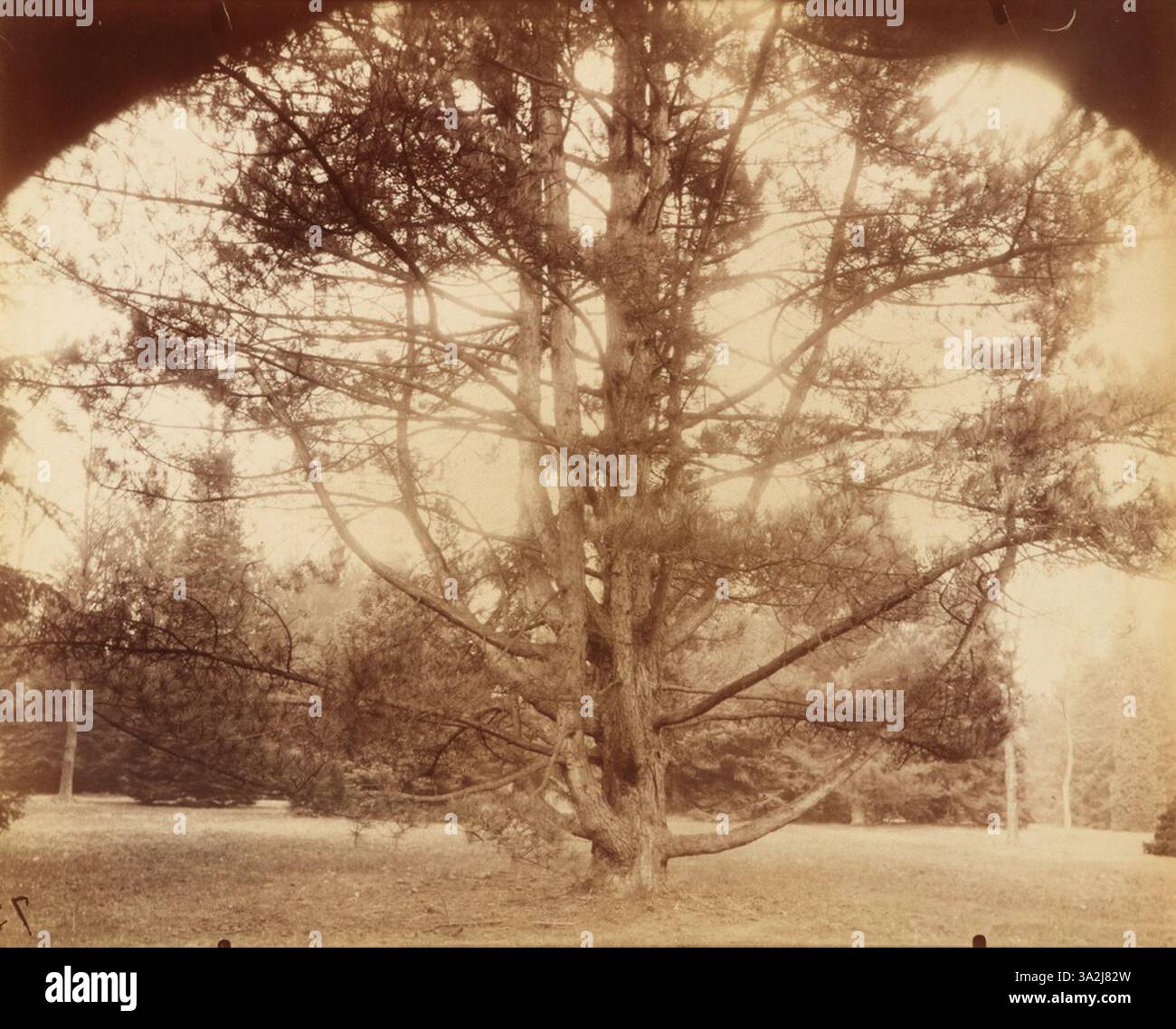 This image shows a fir tree (sapin) in the gardens of the Trianon ...