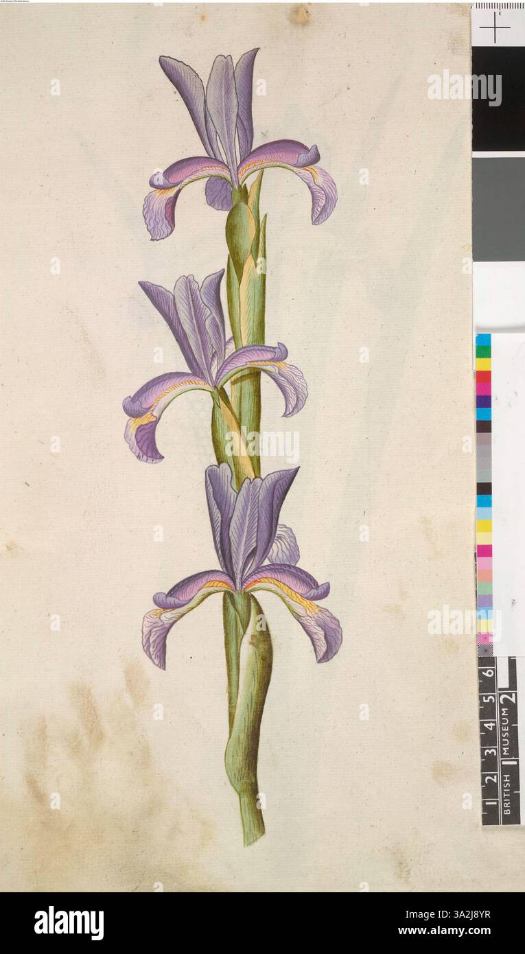 This botanical illustration showcases the Seashore Iris (Iris spuria ...
