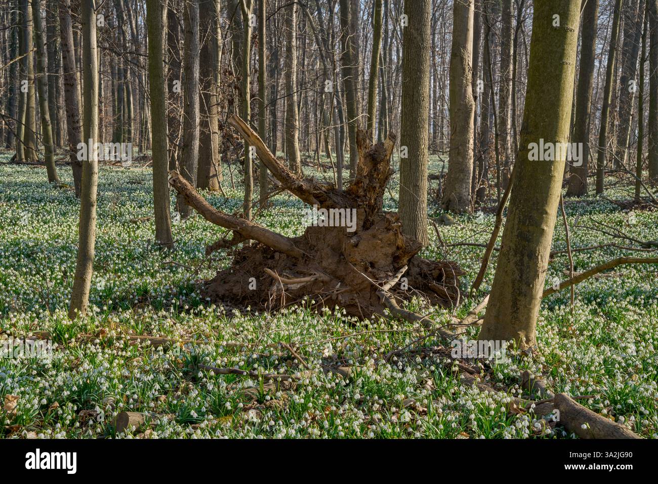 Spring decidous forest with lots of snowdrops and snowflakes in full ...