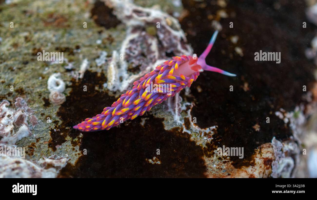 Rainbow Sea Slug / Nudibranch / Babakina anadoni in rock pool Falmouth ...