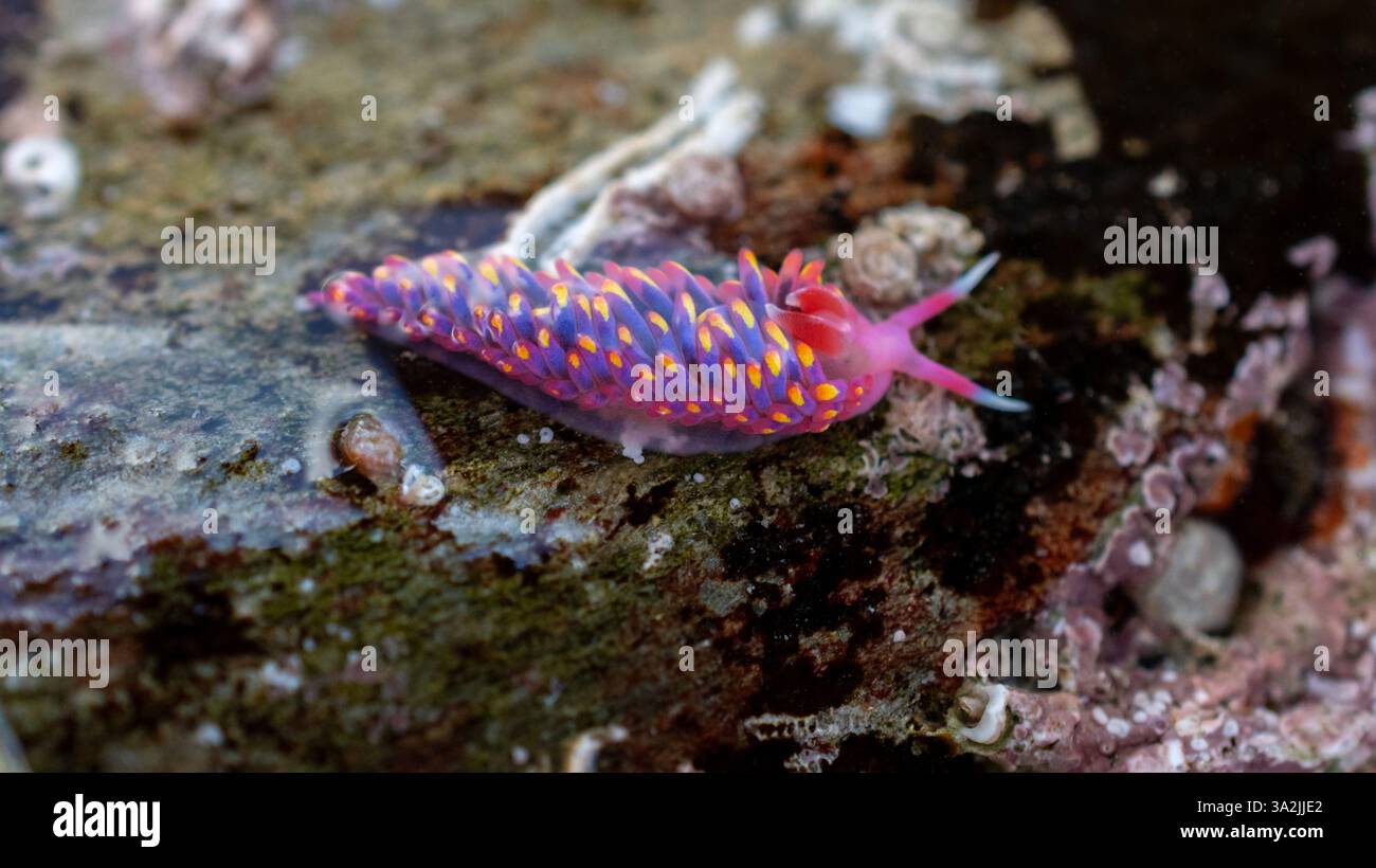 Rainbow Sea Slug / Nudibranch / Babakina anadoni in rock pool Falmouth ...