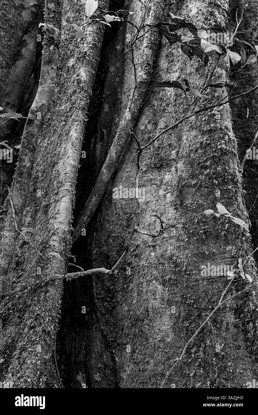 Mar 5, 2014 - Uganda - Giant Trees in the Rainforest of Uganda with the ...