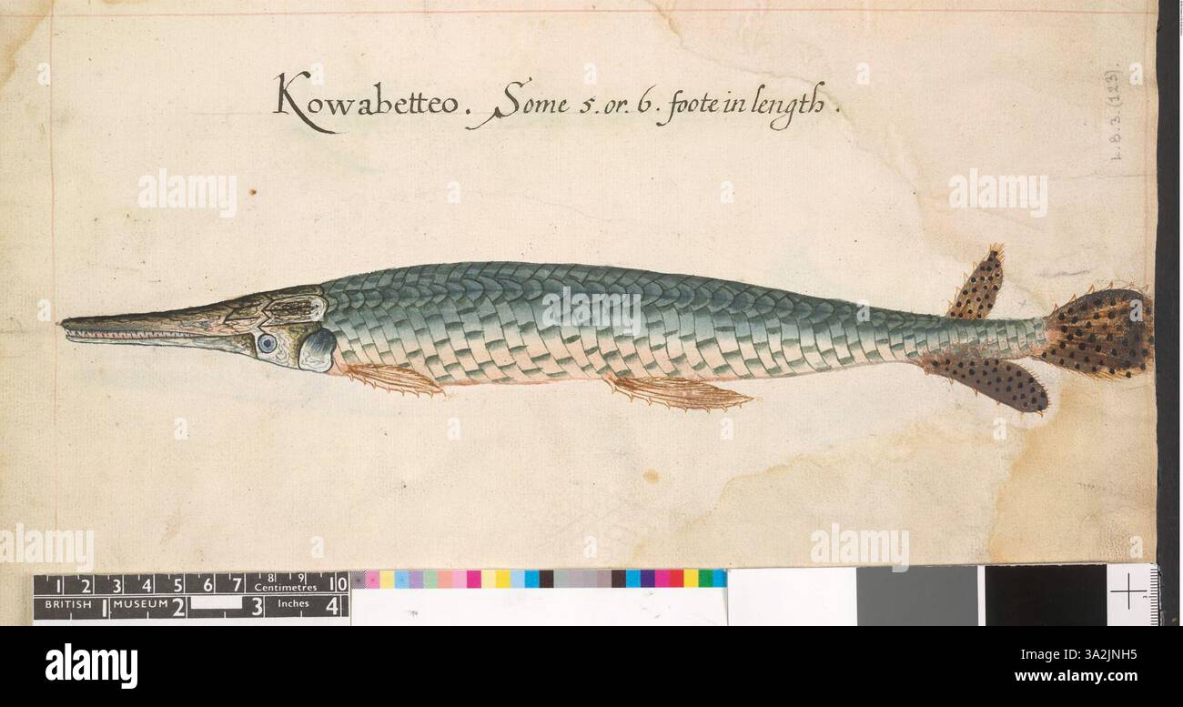 This artwork by John White presents the Gar Pike (Lepisosteus osseus ...