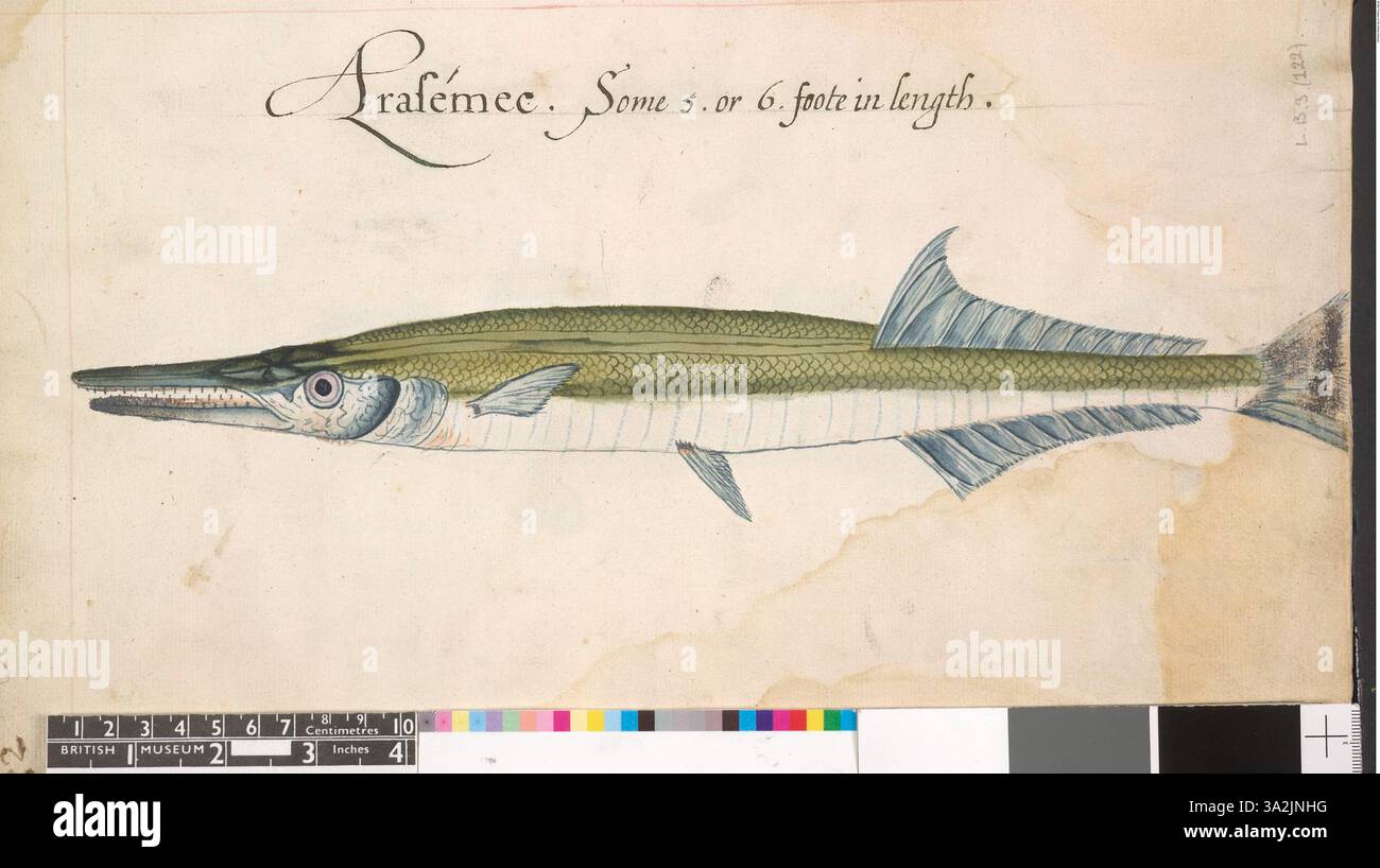 Tylosurus raphidoma hi-res stock photography and images - Alamy