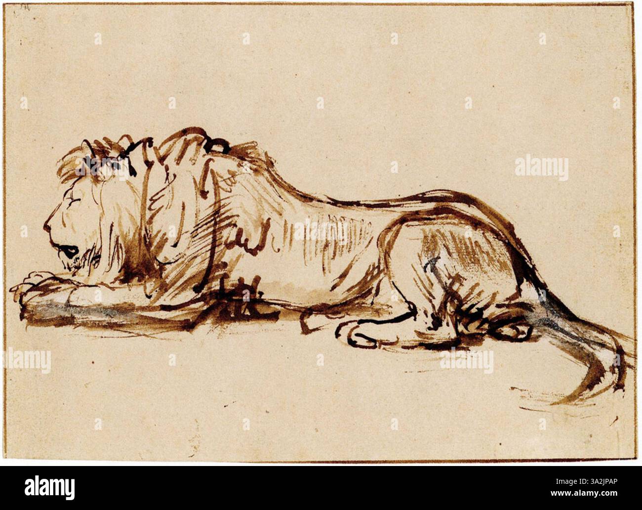 This drawing of a lion asleep shows Rembrandt’s skill in capturing the ...