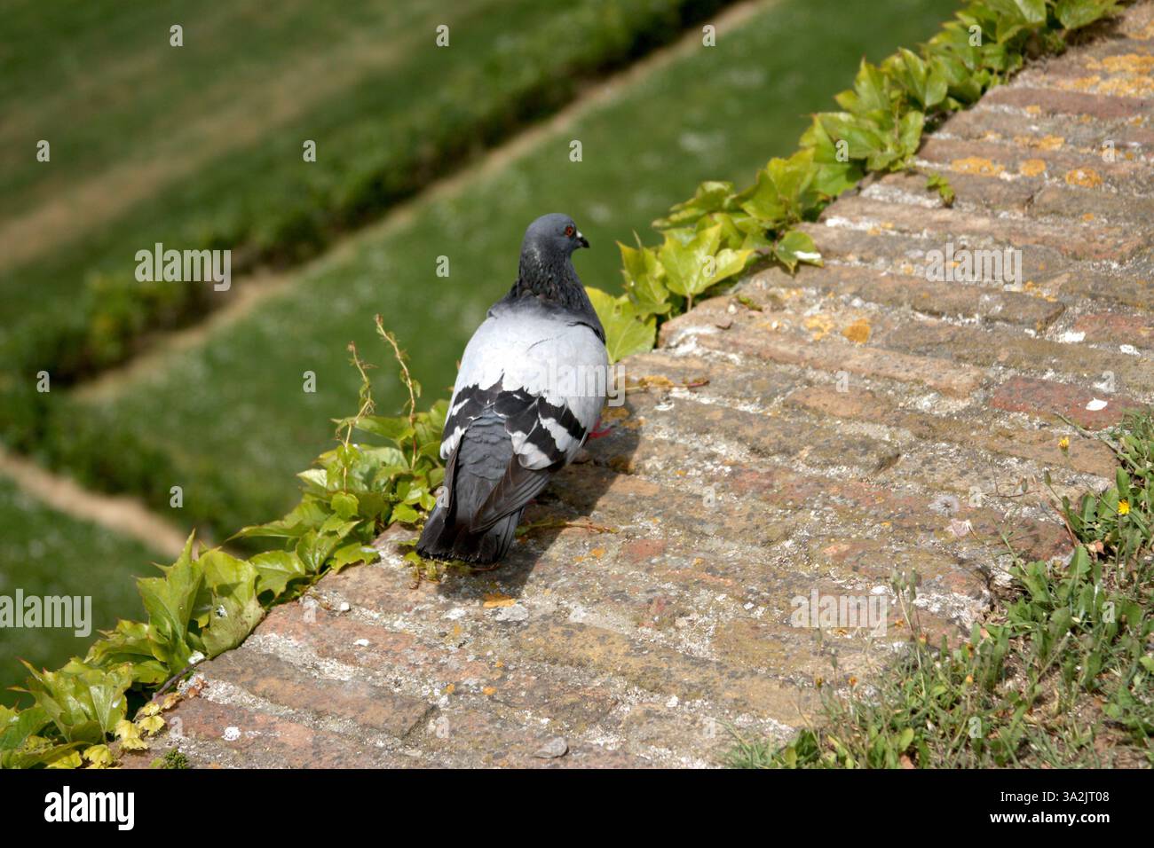 Brick wall with a pigeon and vegetation. Rustic texture, grassy ...