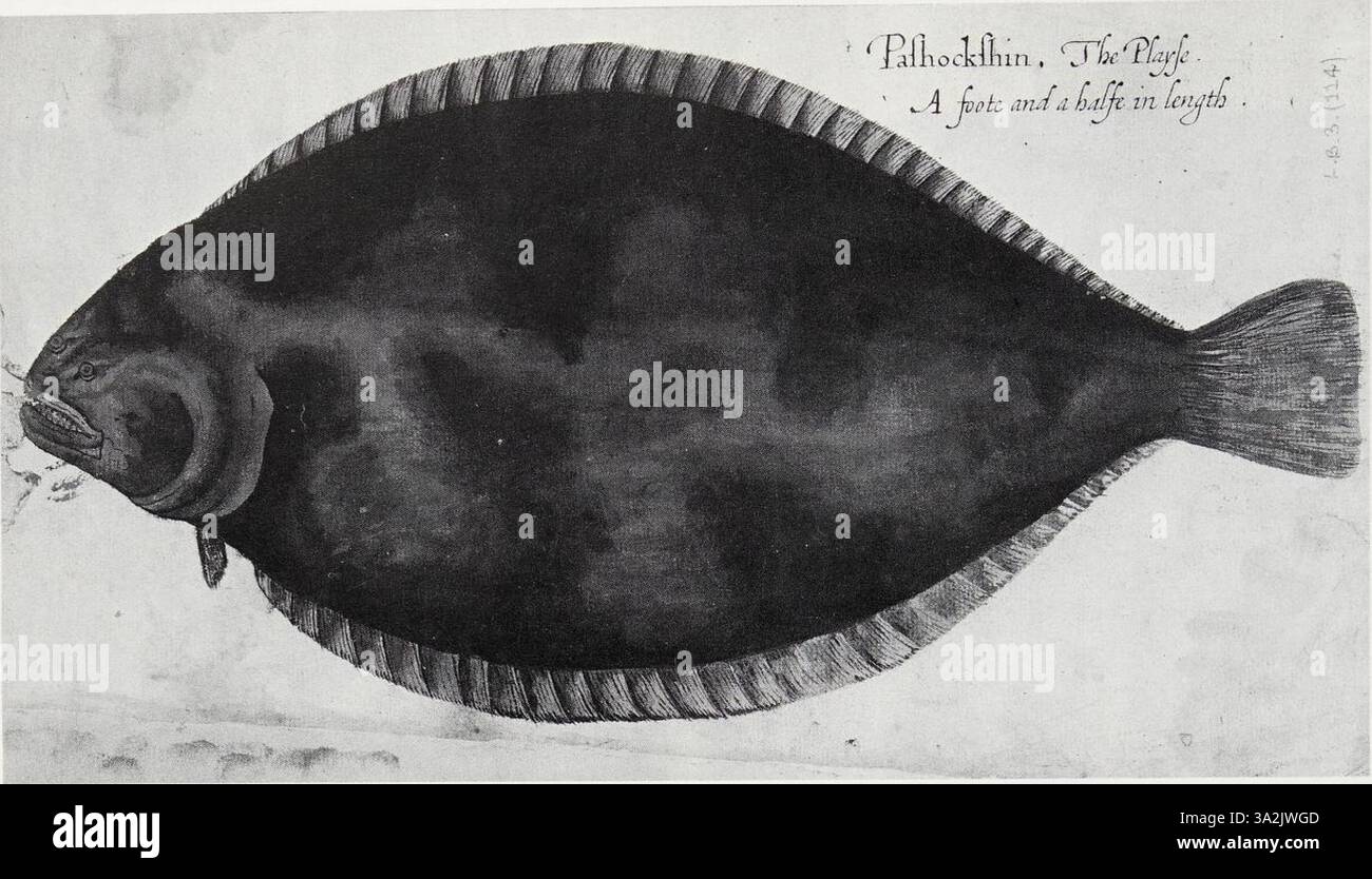 John White's 1540–1593 illustration, part of the Hulton 1984 collection ...