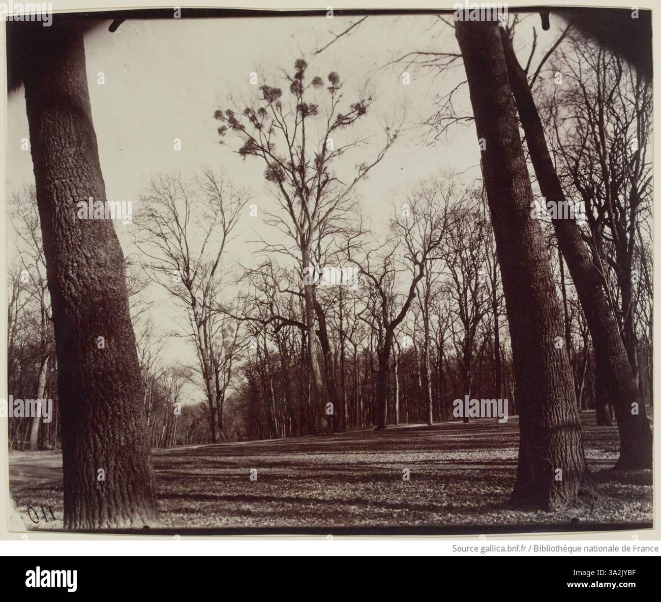 Eugène Atget’s photograph of St. Cloud park depicts wide lawns and tree ...