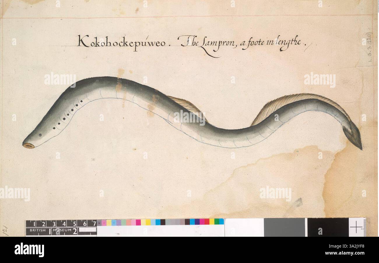 This drawing by John White depicts the Sea Lamprey (Petromyzon marinus ...