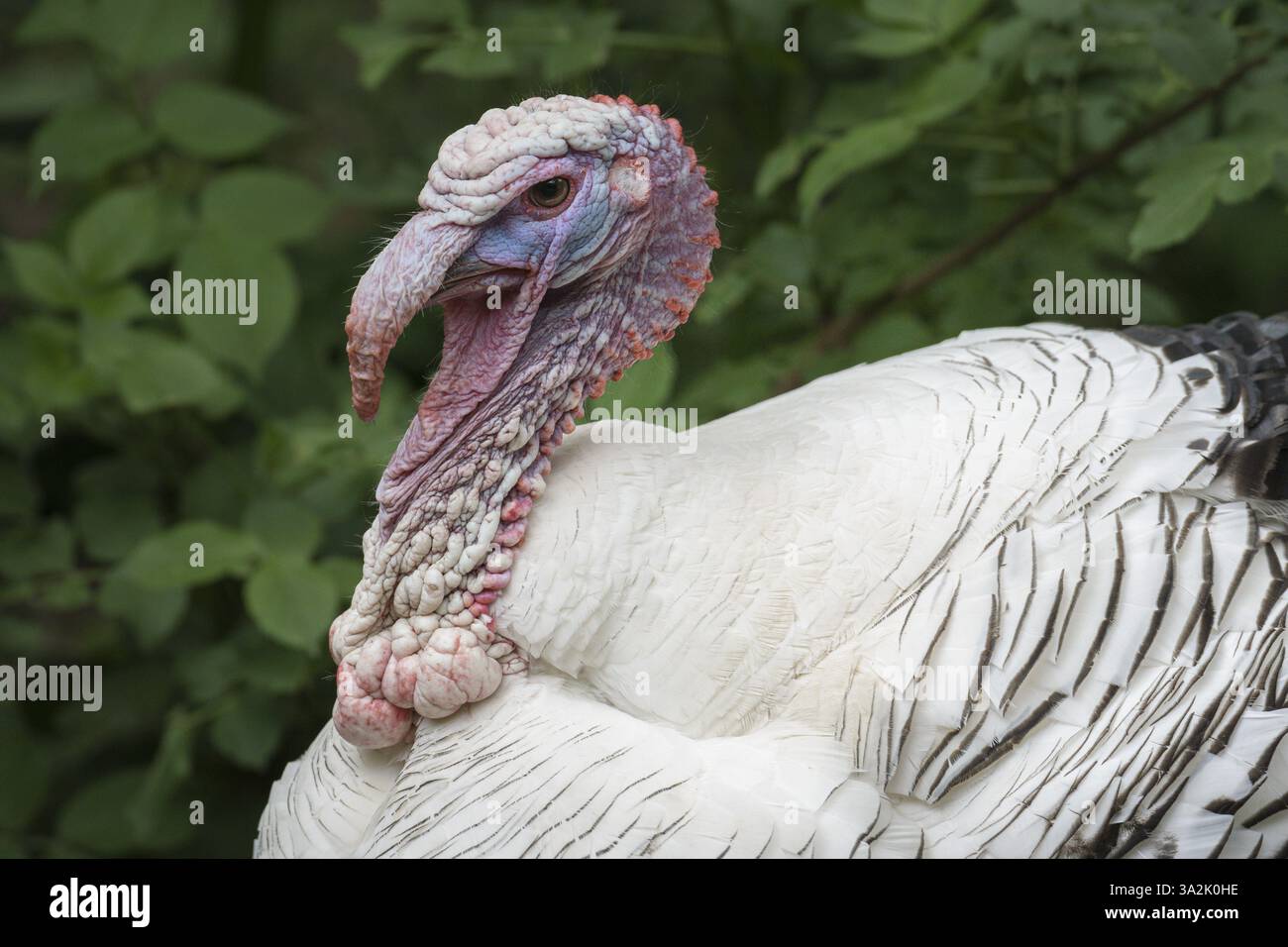Turkey (Meleagris gallopavo Linnaeus f. domestica), Croellwitz turkey ...