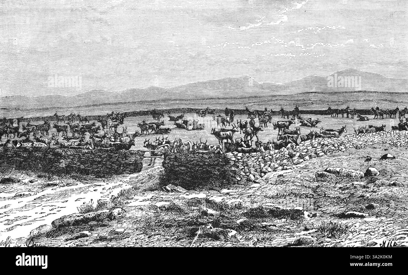 Herd of cattle of a Dutch Boer on enclosed pastureland, stone wall ...