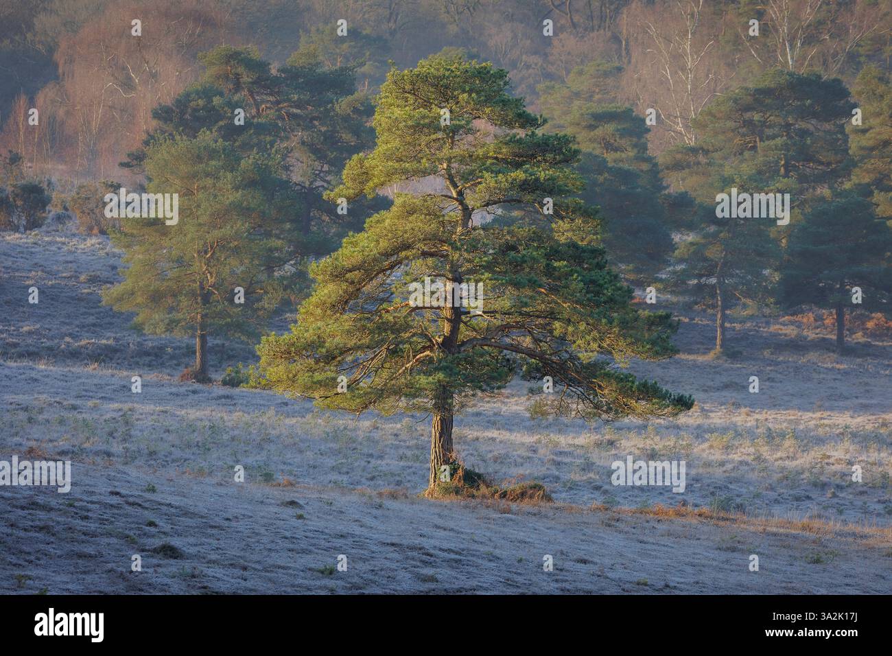 A frosty morning in the New Forest is a Scots Pine Tree lit by harsh light from the rising sun ...