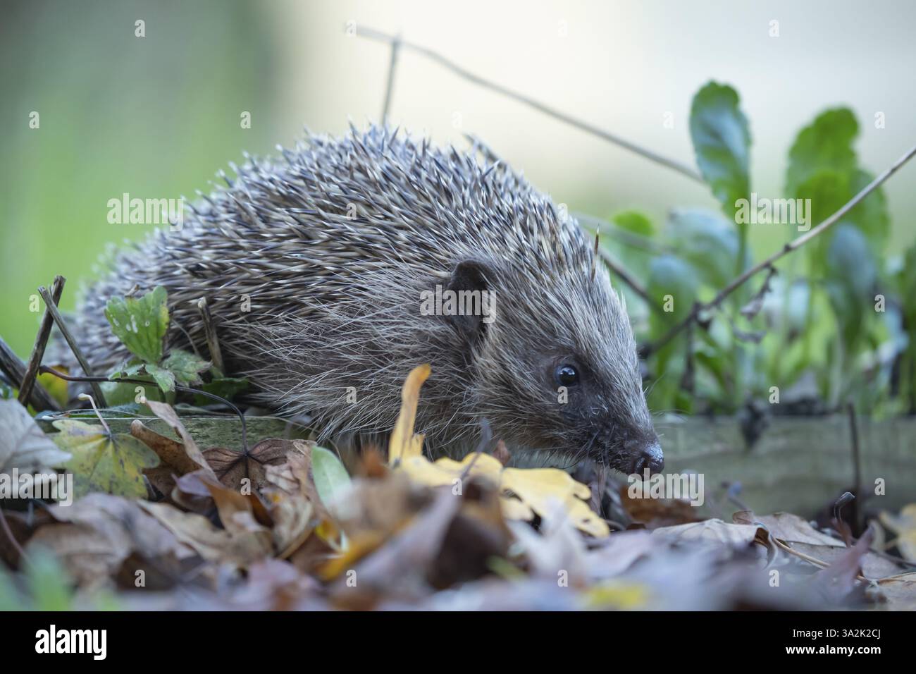 European hedgehog (Erinaceus europaeus) adult animal walking in a ...