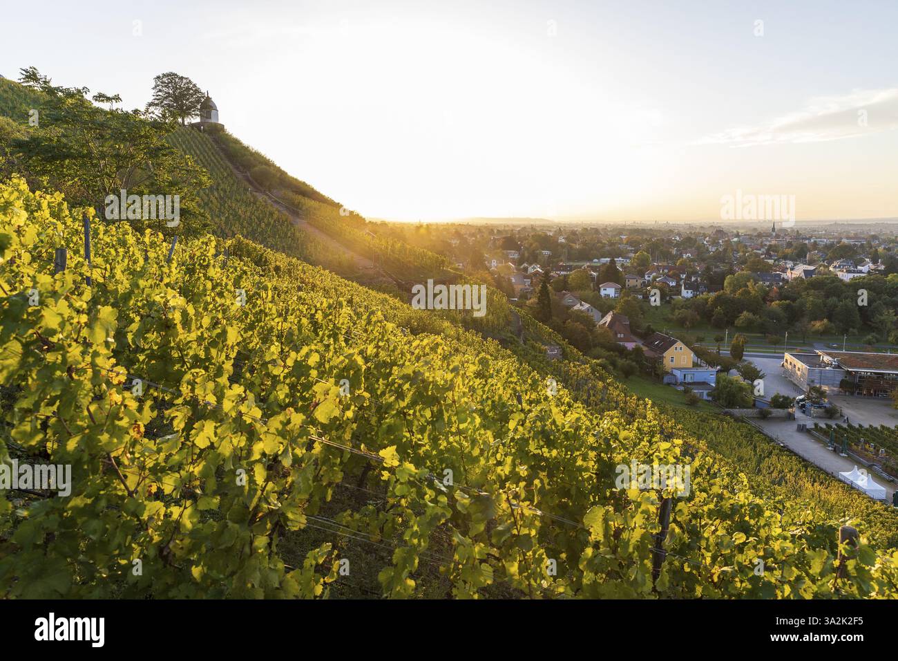 Sunrise in the vineyards around Wackerbarth Castle, Jacobstein can be ...