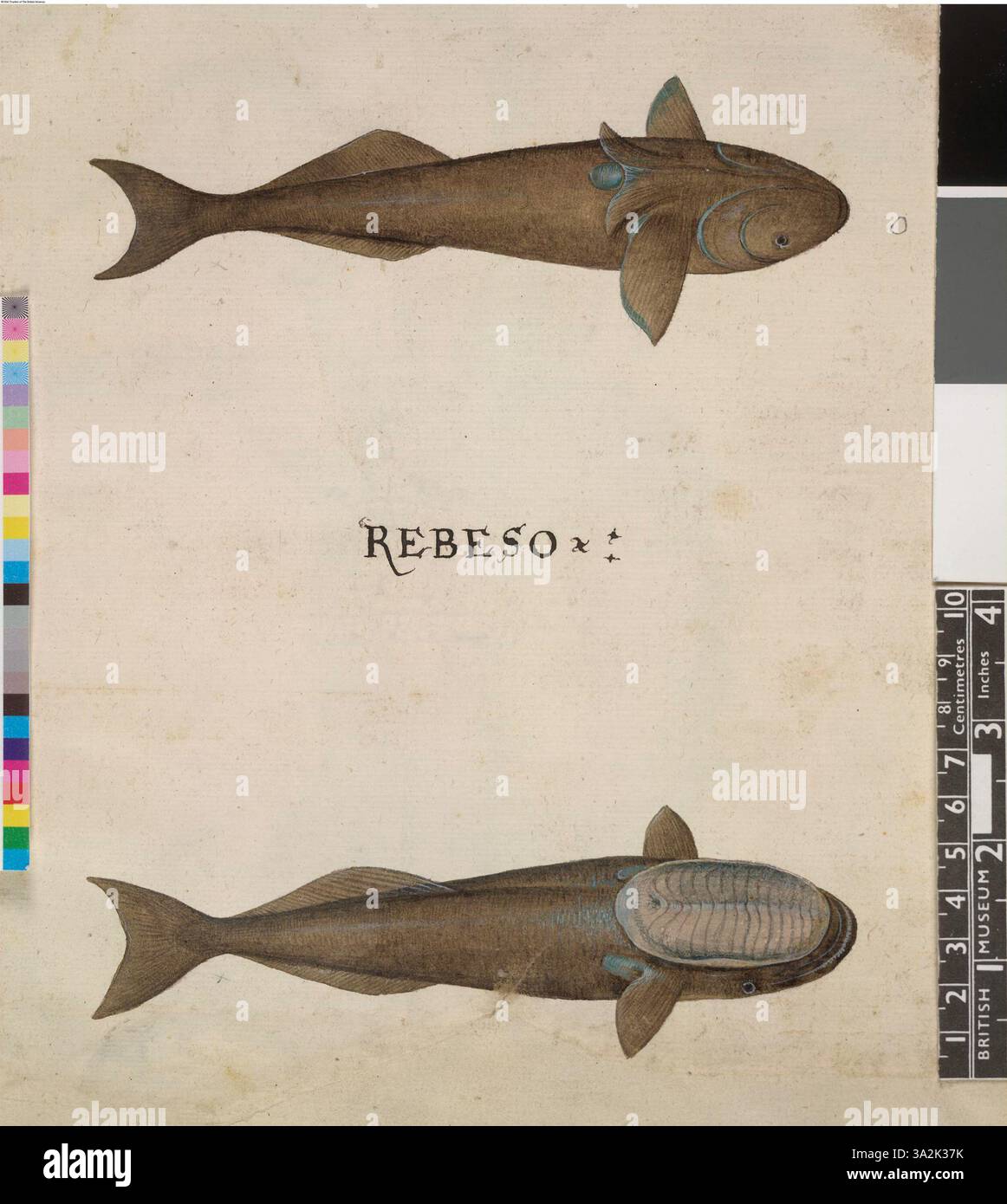 This illustration features two studies of a Remora, also known as the ...