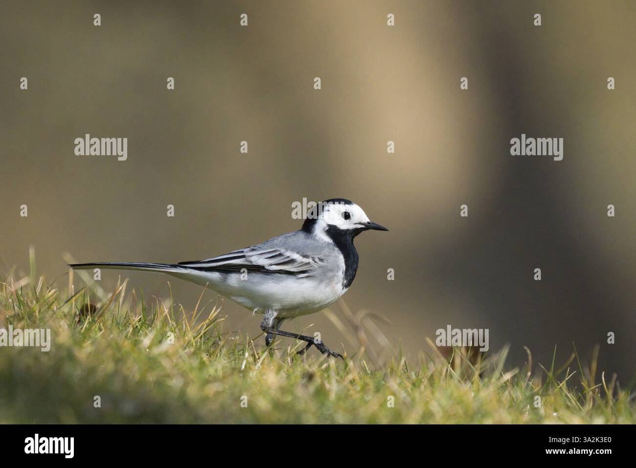 A white wagtail (Motacilla alba) in a meadow with characteristic black ...