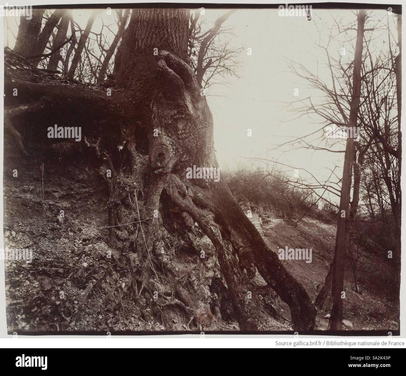 Eugène Atget’s photograph of St. Cloud park captures its serene ...
