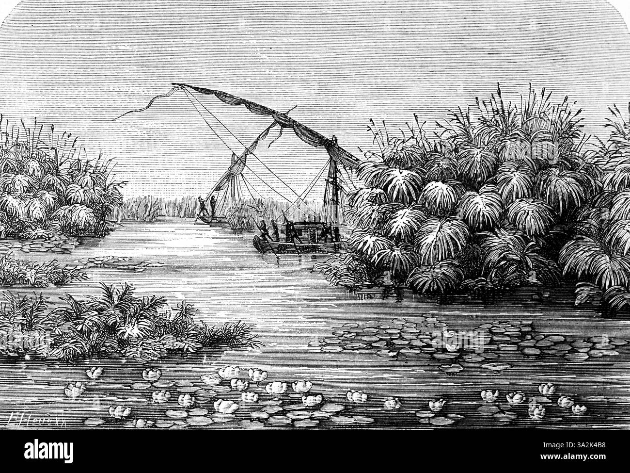 The White Nile in the tropics, blooming water lilies, ferns, nature ...