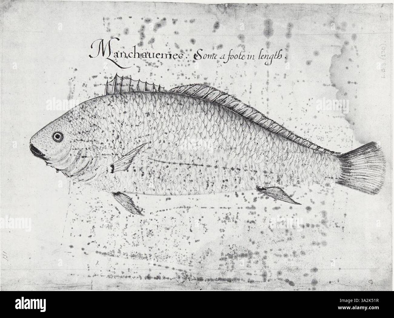 John White’s 1540–1593 illustration, part of the Hulton 1984 collection ...