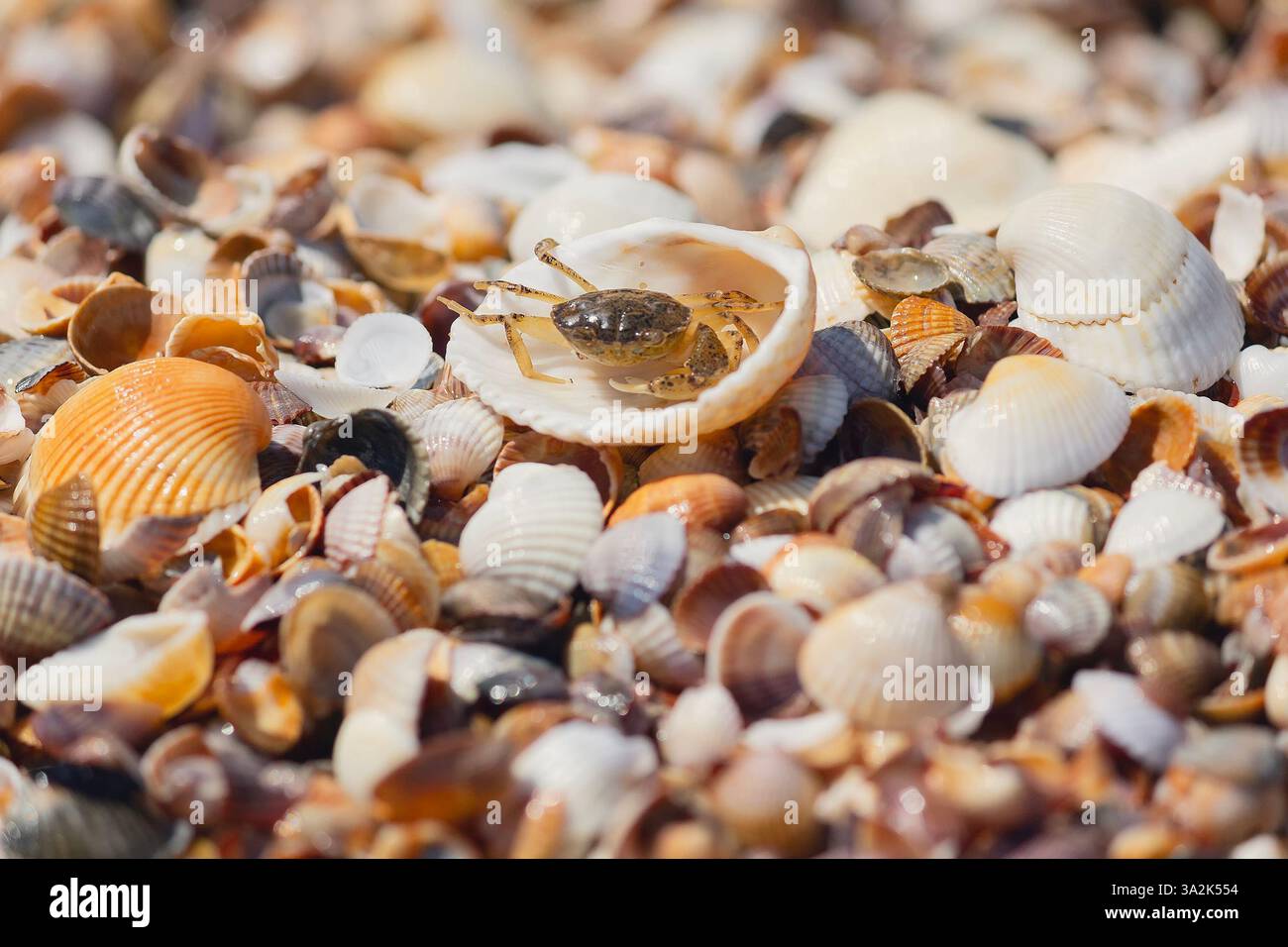 Little crab in a shell on a sea beach. Animal Stock Photo - Alamy