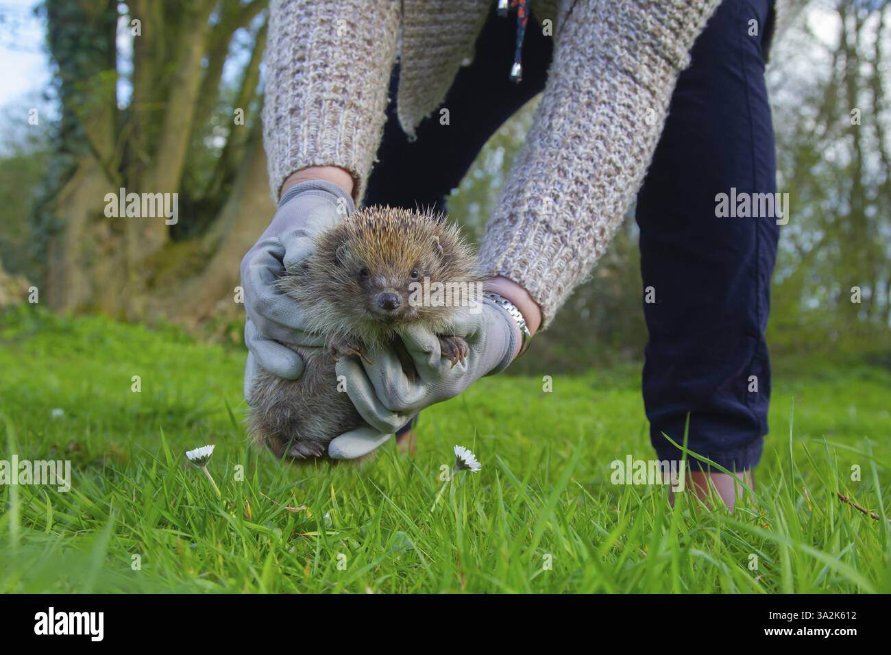 European hedgehog (Erinaceus europaeus) adult animal being released by ...