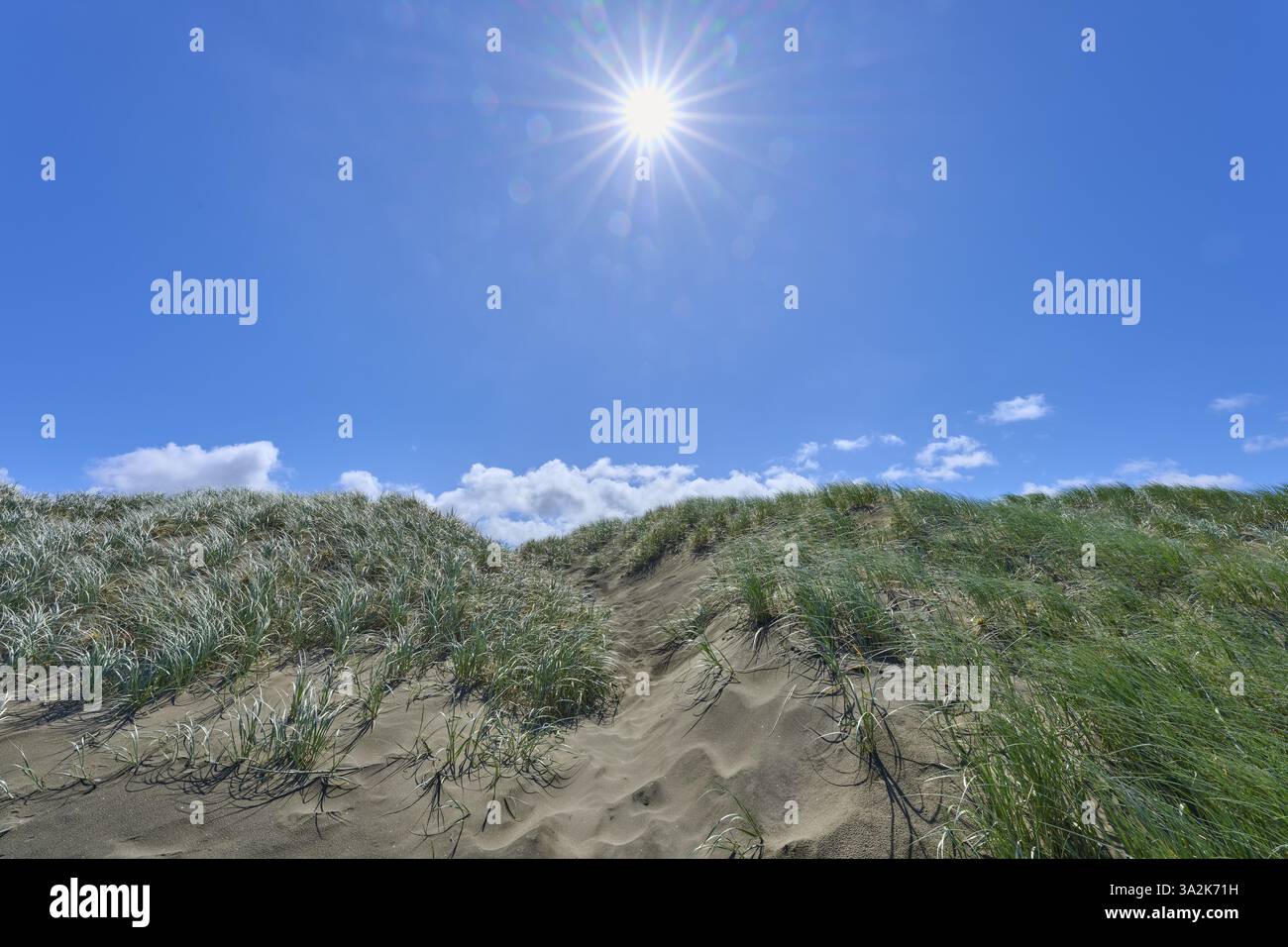 Sunny sand dunes with grass under a clear sky, Bethells Beach, Te Henga ...