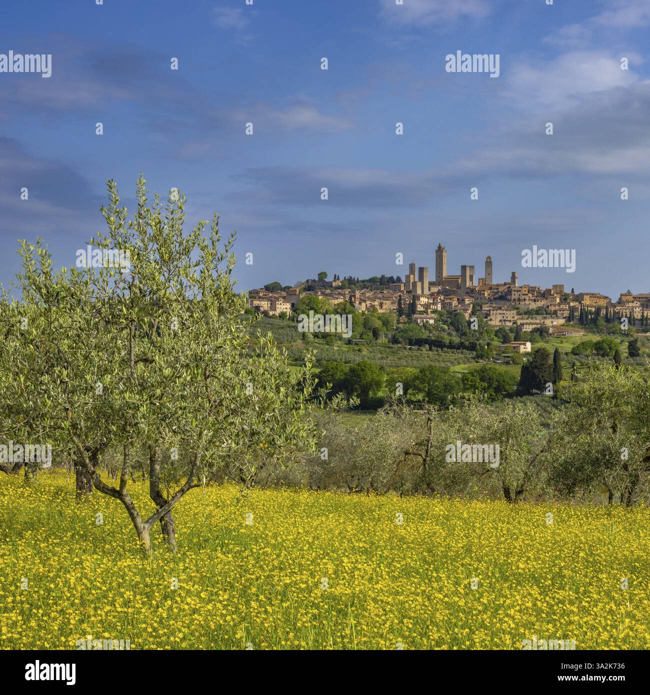Yellow flowering broom, spring meadow with olive trees, behind San ...